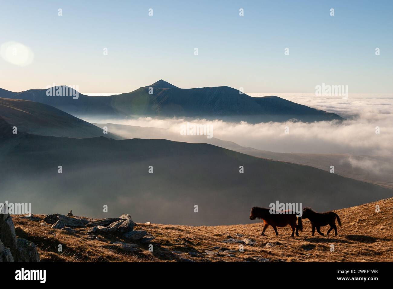 Welsh carneddau mountain ponies (wales) hi-res stock photography and ...