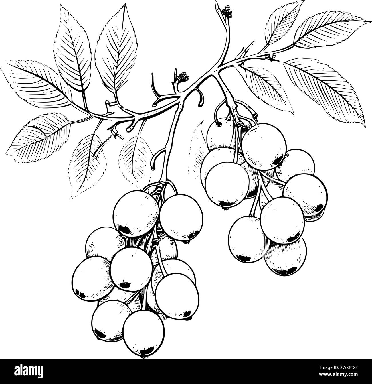 Damson fruit coloring hi-res stock photography and images - Alamy