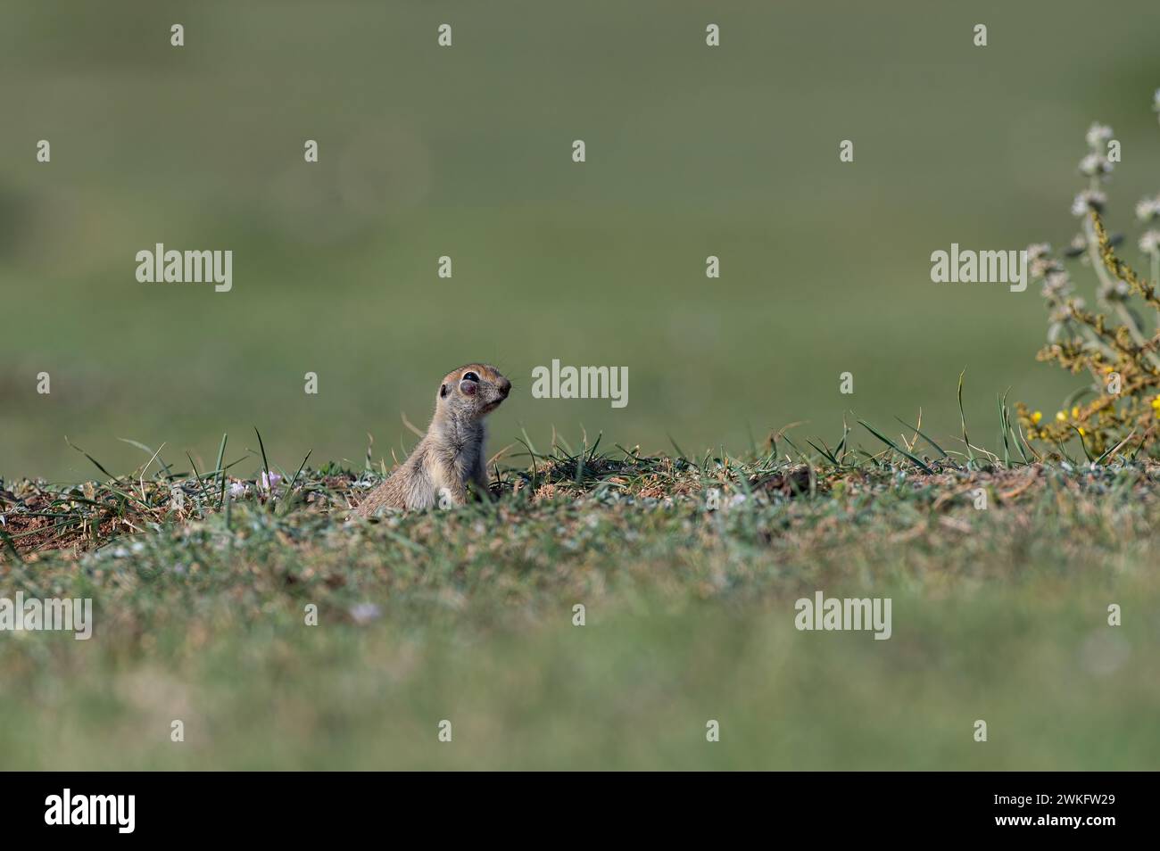 Squirrel with an eye disease. Anatolian Souslik-Ground Squirrel ...