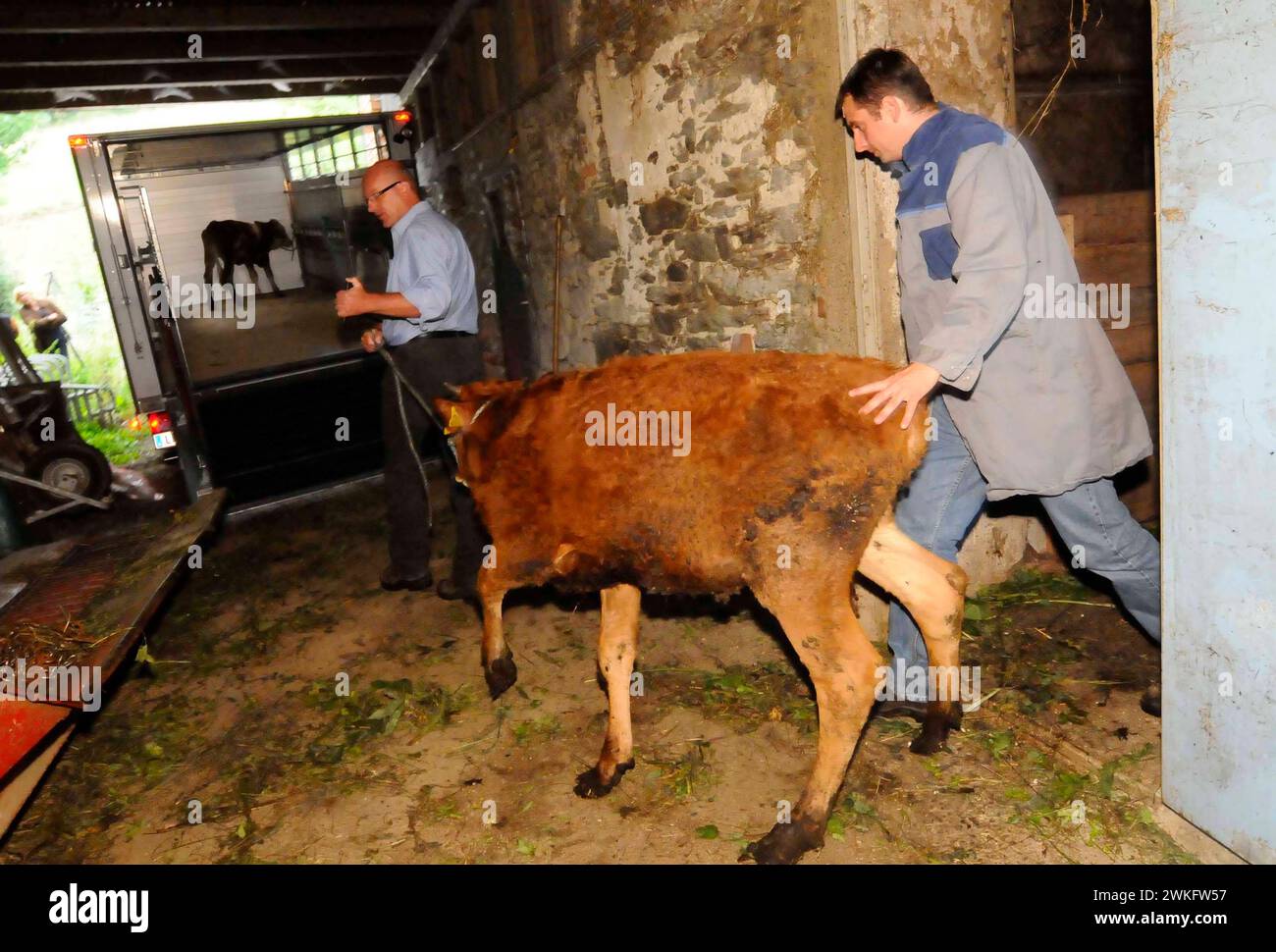 Animal transport, cows in a truck getting moved to another place Animal ...