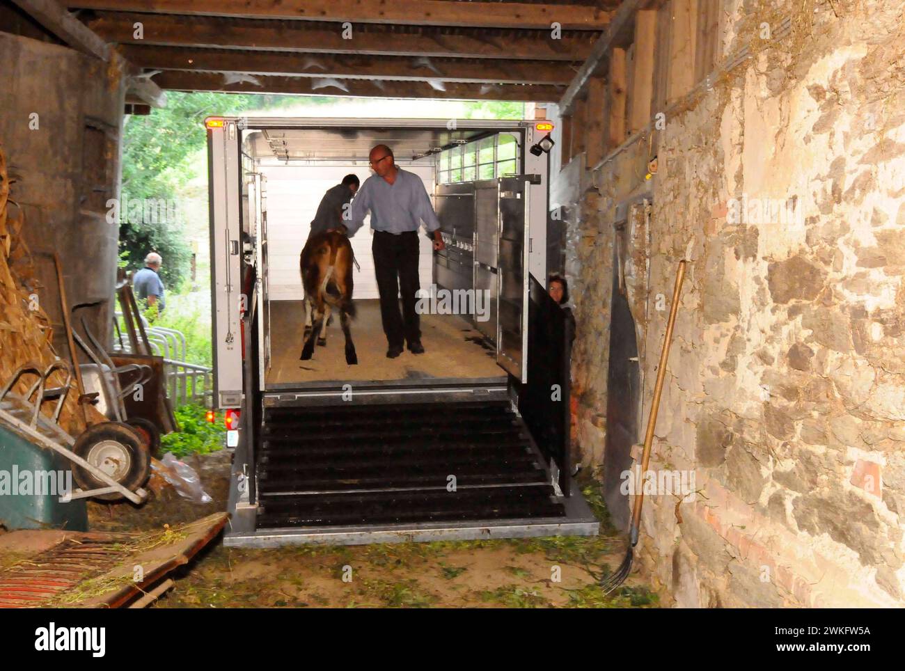Animal transport, cows in a truck getting moved to another place Animal ...