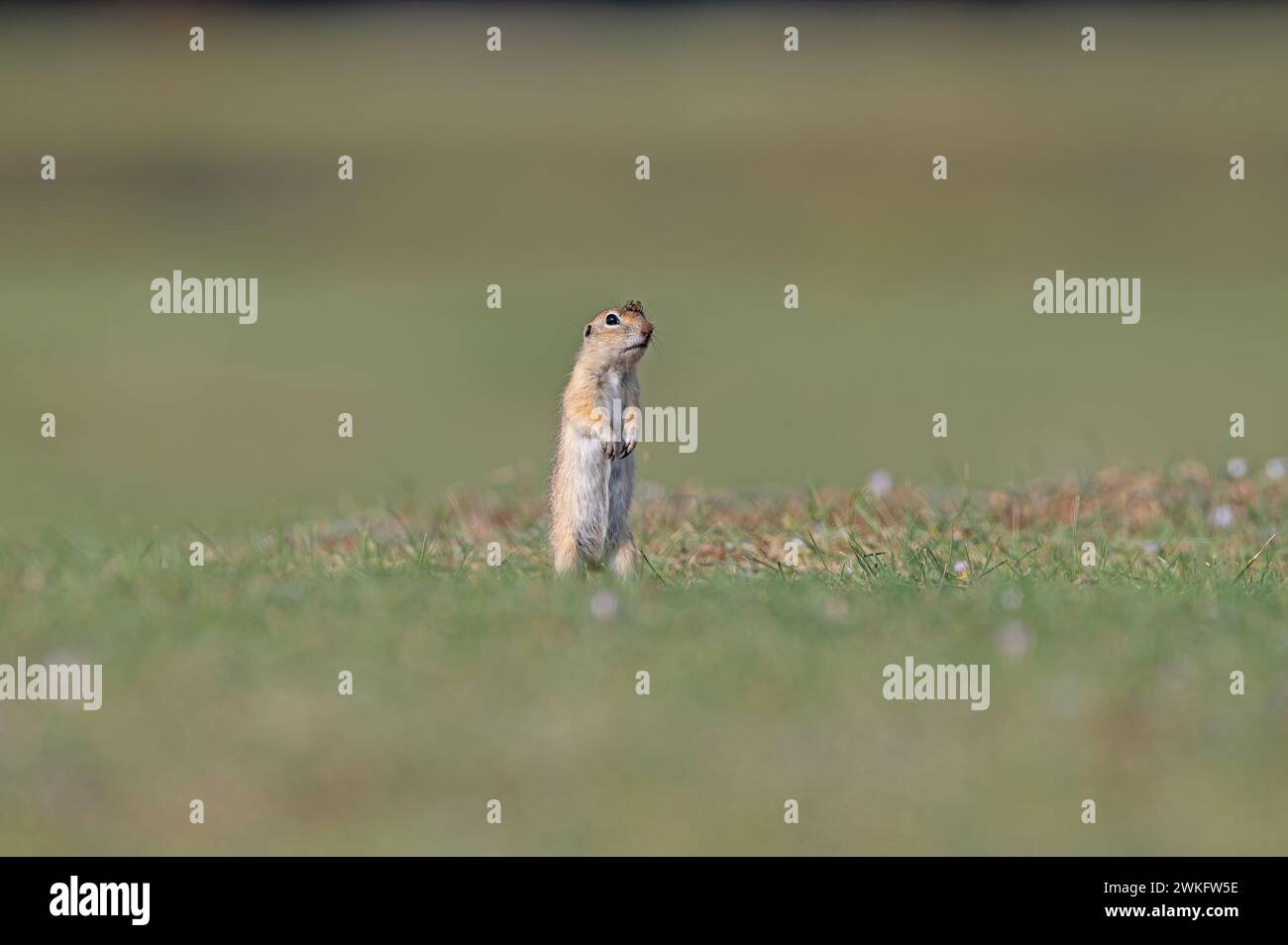 A squirrel with a spider on its head. Anatolian Souslik-Ground Squirrel ...