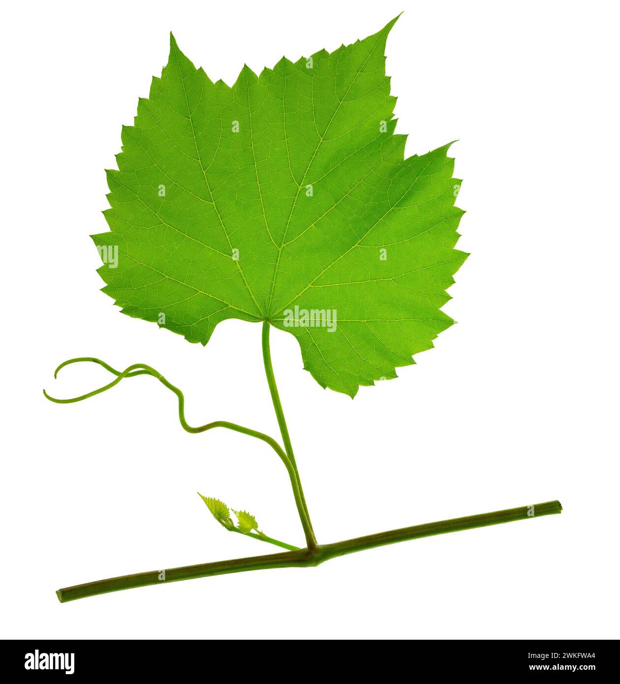 Grape branch isolated on white. Vine with green fresh leaves and tendrils. Grapevine. Sprig with ...