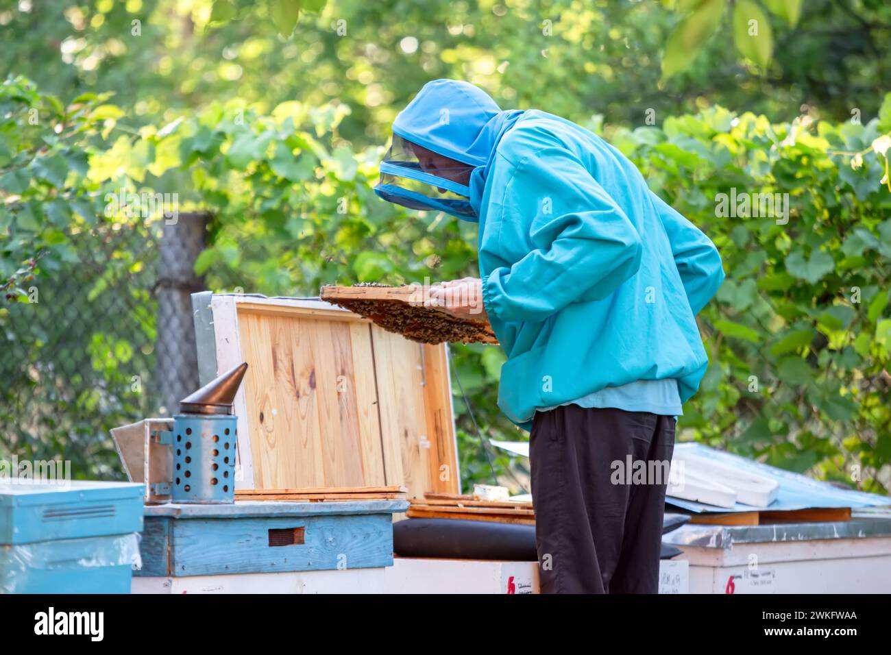 A beekeeper inspects a frame with bee brood, demonstrating the process ...