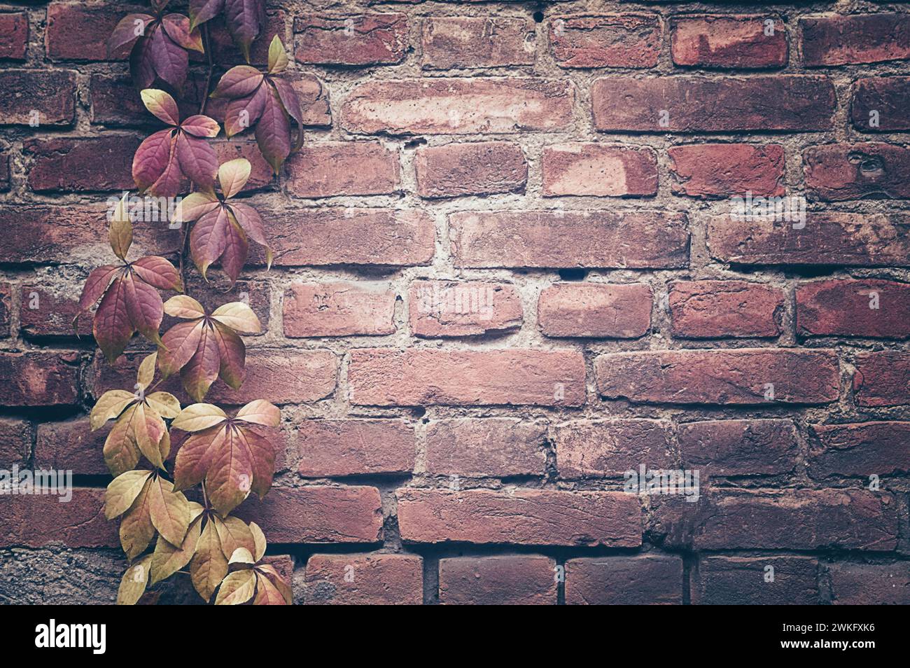 Brick red wall .Wild grape on the wall of an old building. Texture ...
