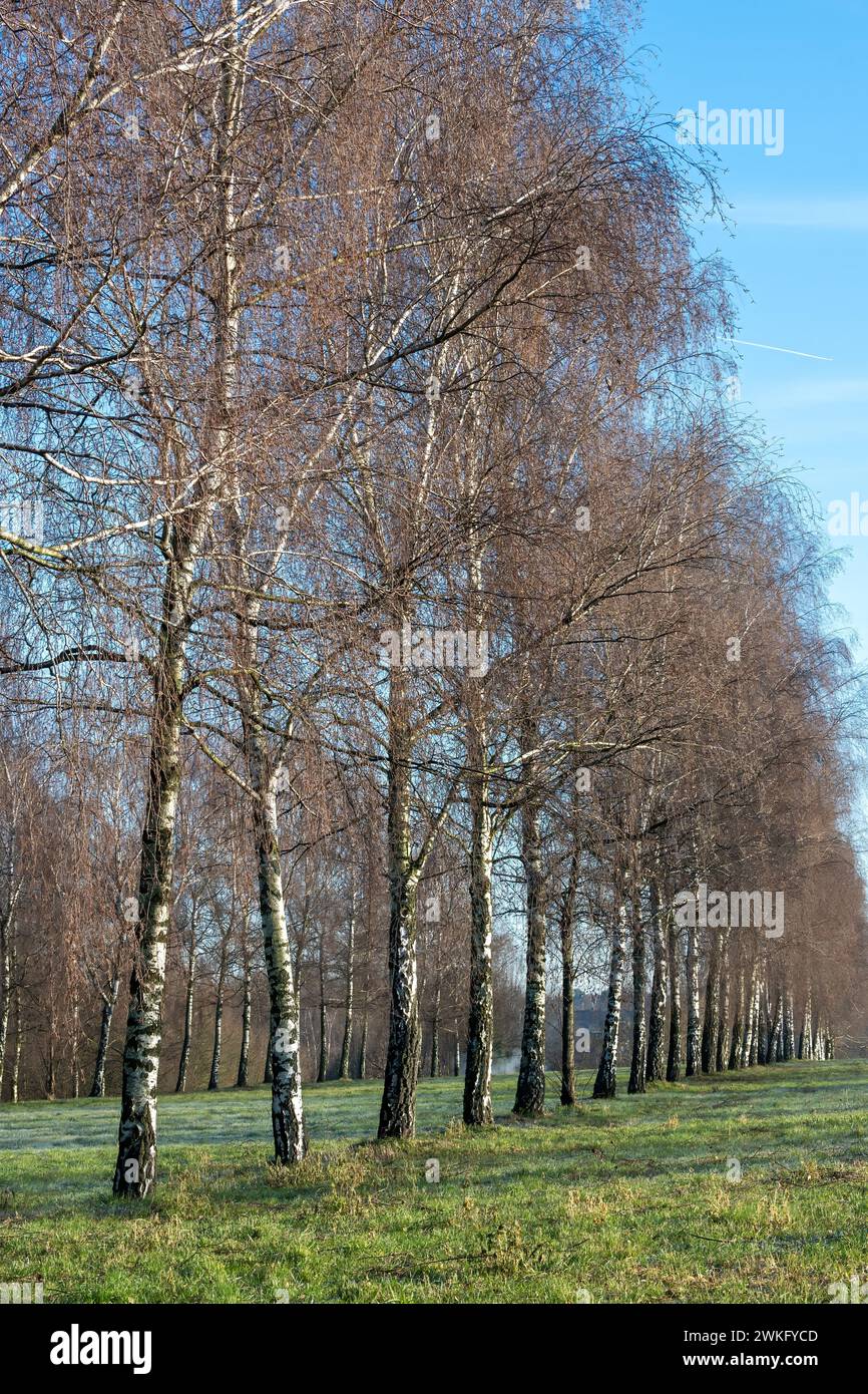 Birch trees in winter hi-res stock photography and images - Alamy