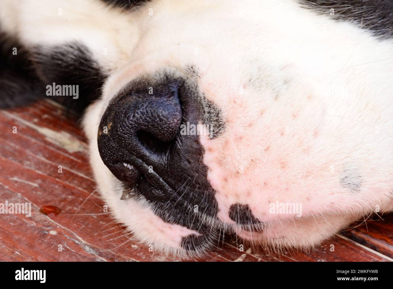 Close-up of a St. Bernard's nose, black nose and white cheeks of a dog ...