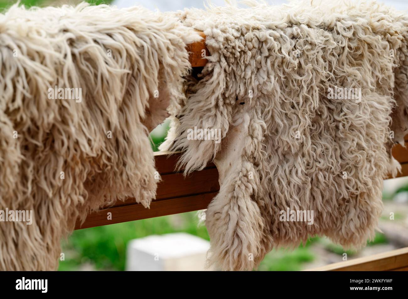 Close-up of a hanging sheepskin, drying animal skin Stock Photo - Alamy
