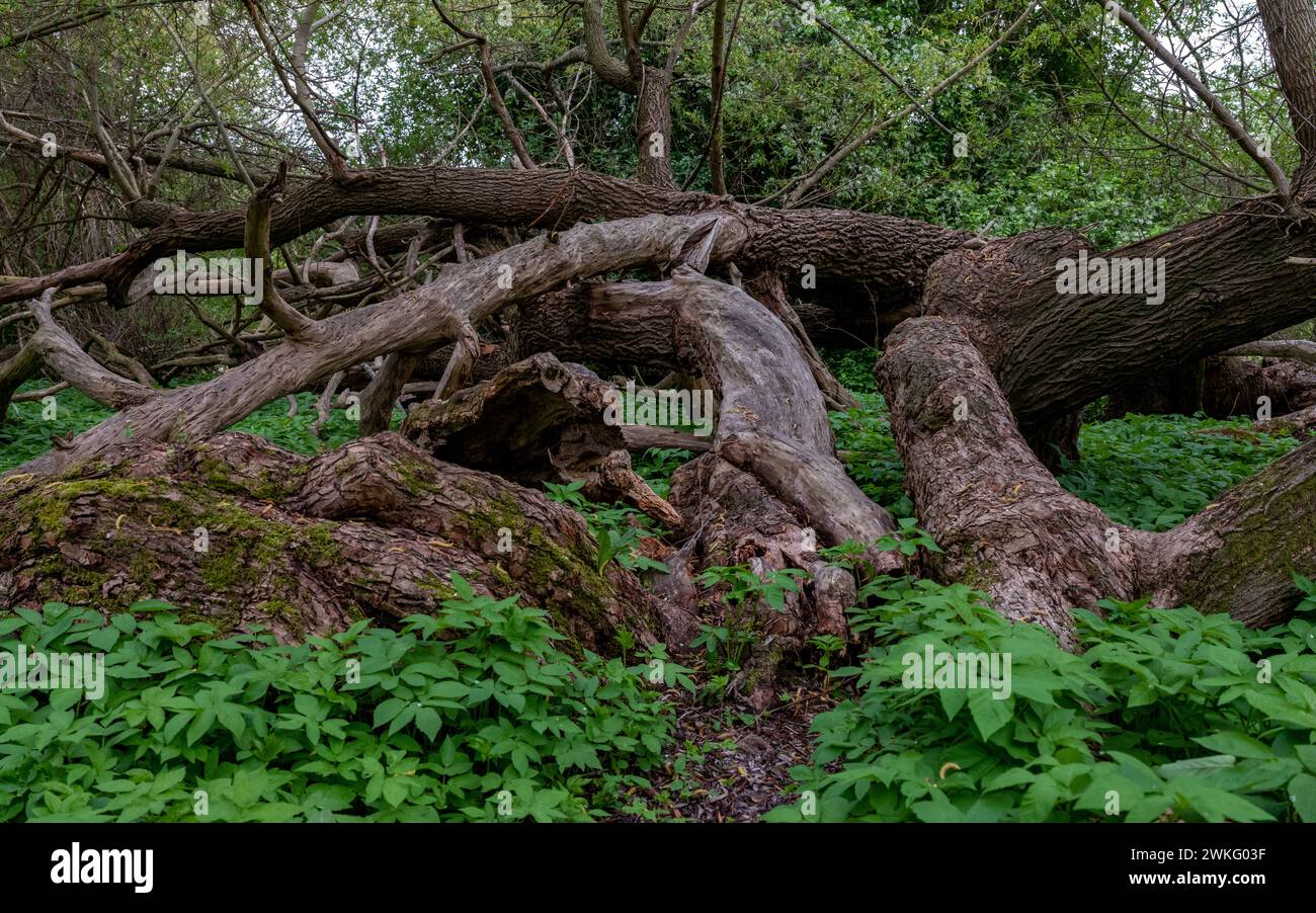 Fallen oak trees laying in green vegetation Stock Photo - Alamy