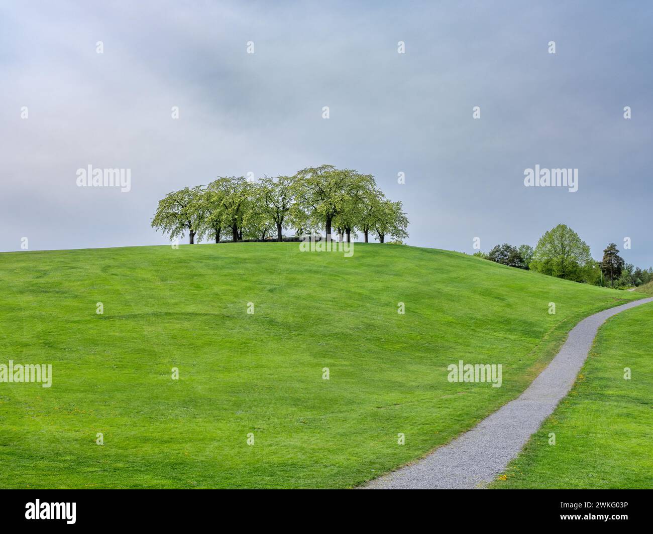 Gren grassy hill with cluter o trees agains grey sky background ...