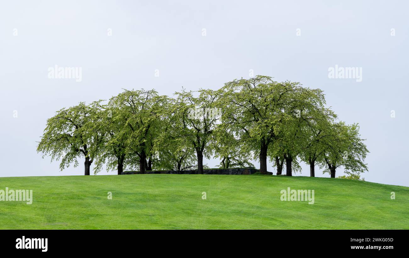 Cluster of lush oak trees on top of green hill. Clean sky background ...