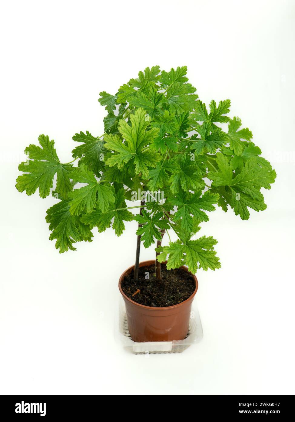 A single plant of the scented geranium in a plastic pot on a white ...