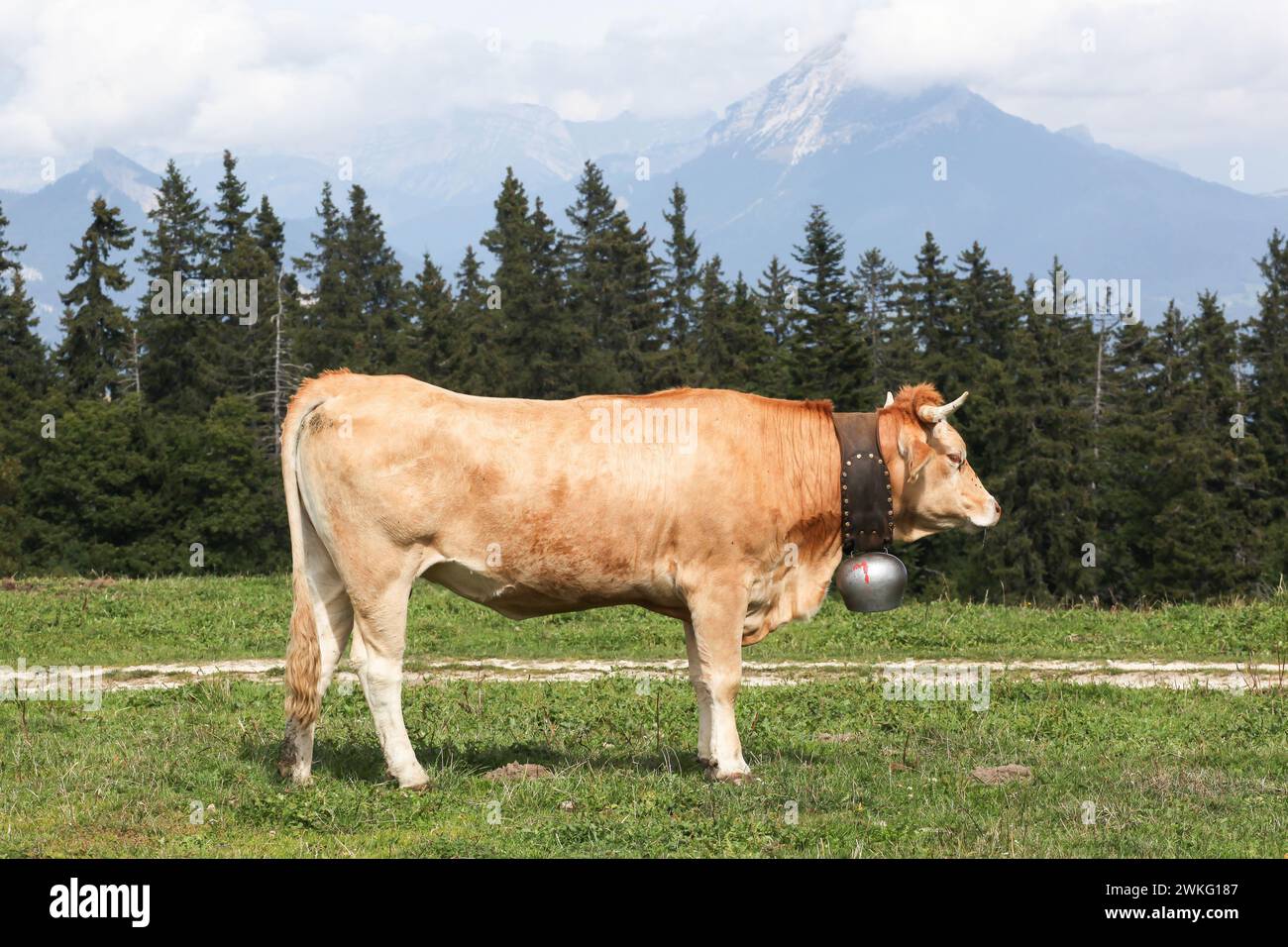 Dairy cow with a bell in the Vercors mountains, France Stock Photo - Alamy