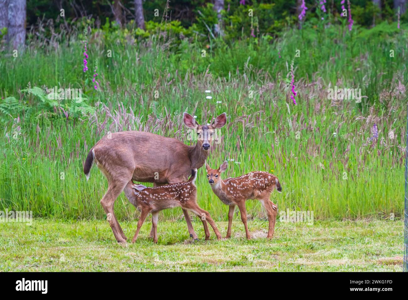 Fawns with greenery hi-res stock photography and images - Alamy