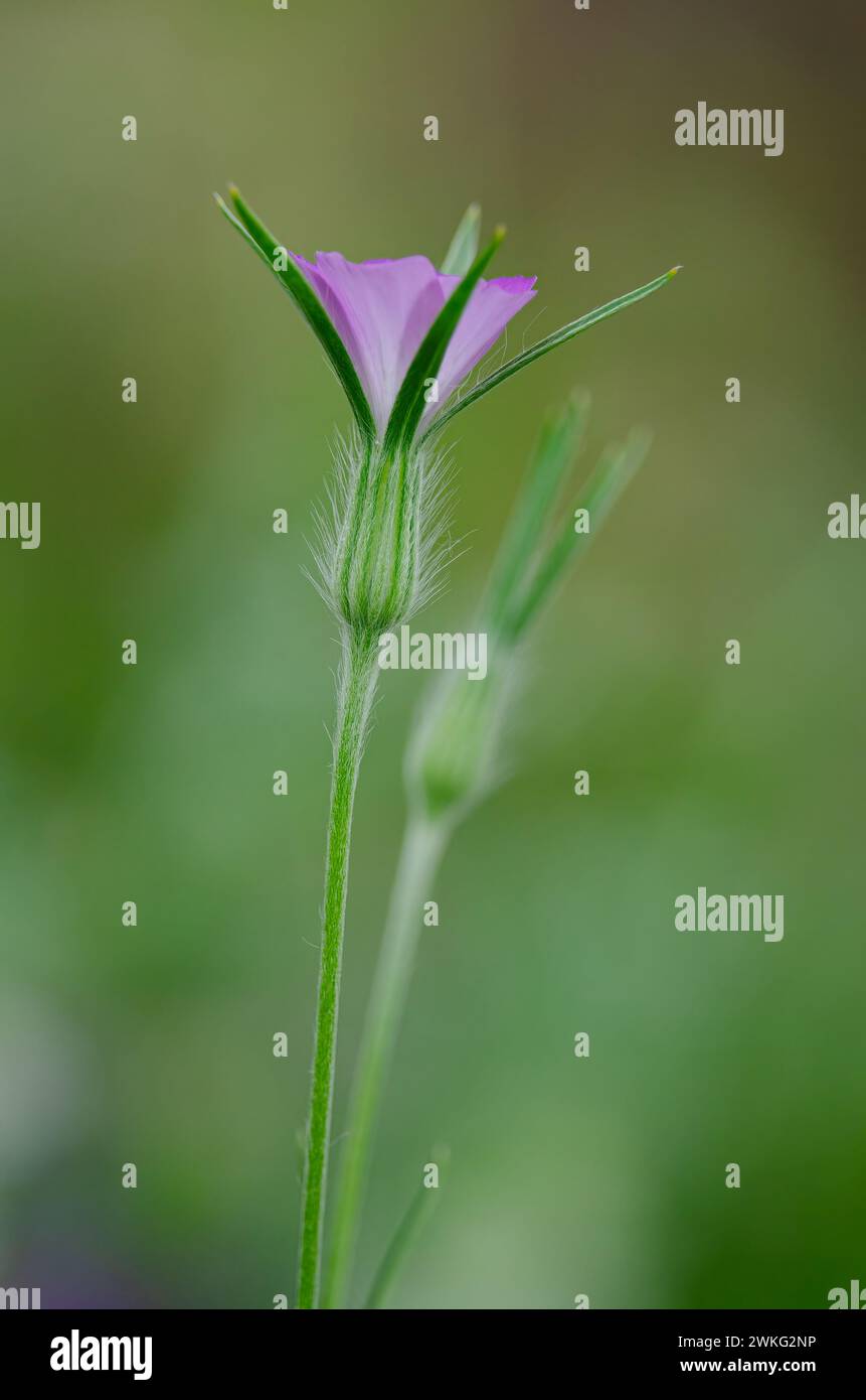 Flowering Stage Of Agrostemma Githago Growing Naturally In Turkey Stock