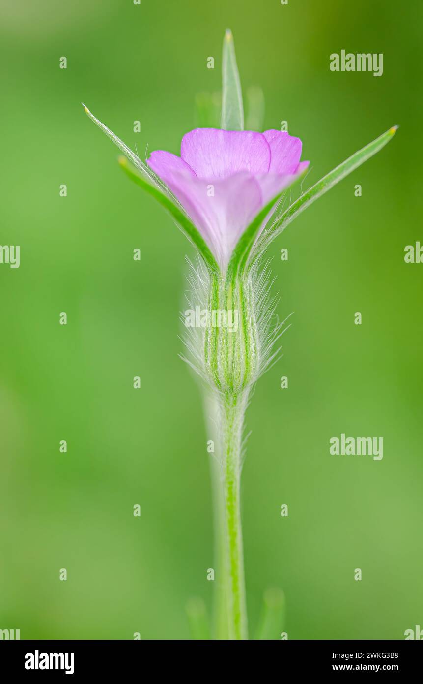 Flowering Stage Of Agrostemma Githago Growing Naturally In Turkey Stock