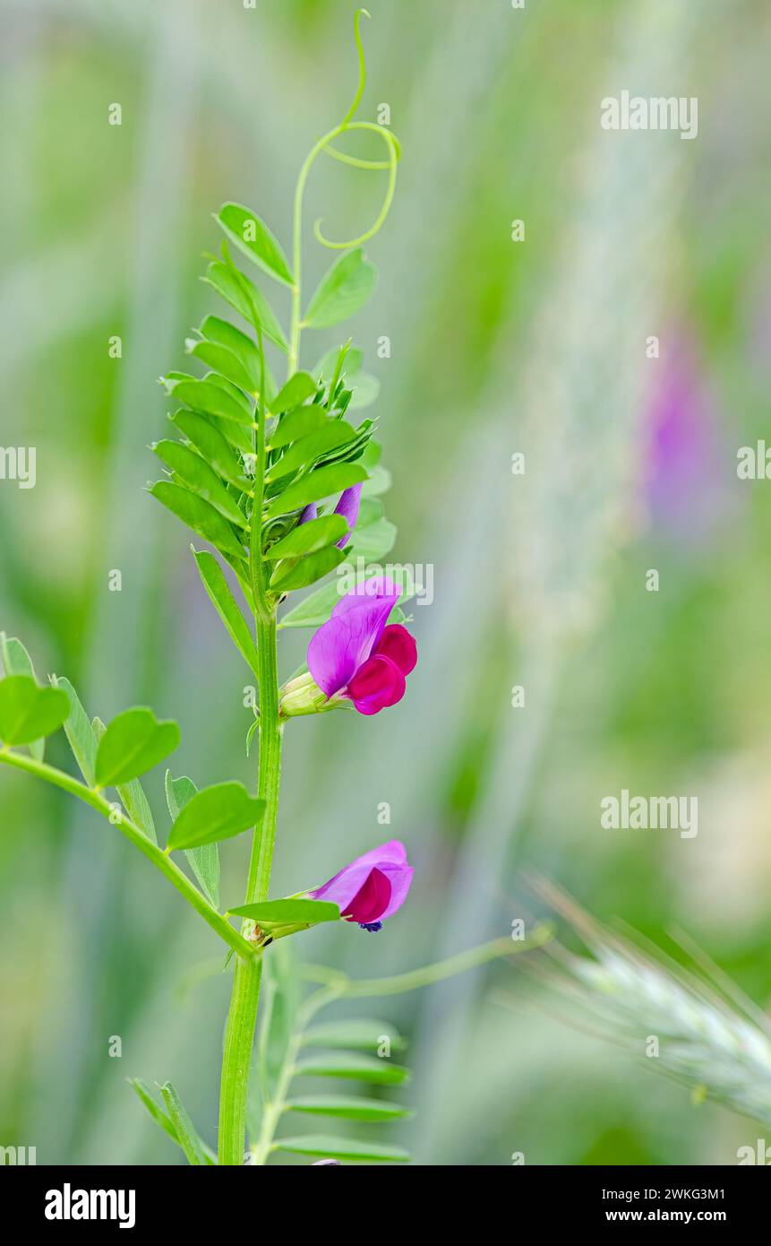 Cultivated vetch hi-res stock photography and images - Alamy