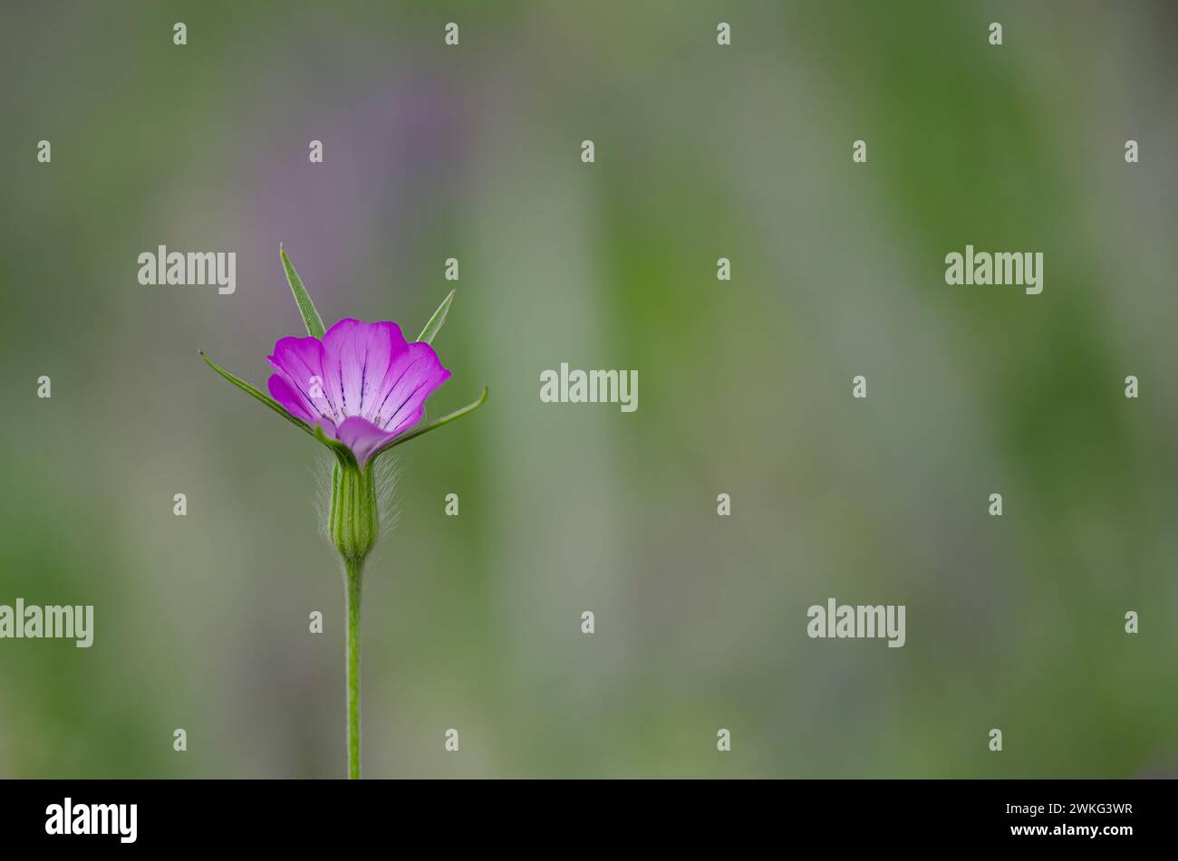 Flowering Stage Of Agrostemma Githago Growing Naturally In Turkey Stock