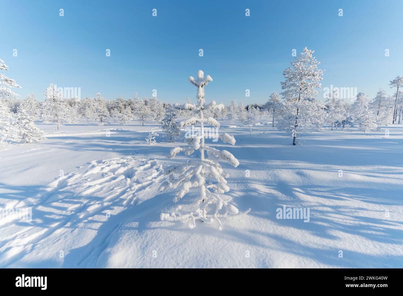 view of taiga forest, in winter, at the Arctic Circle, Finland Stock ...