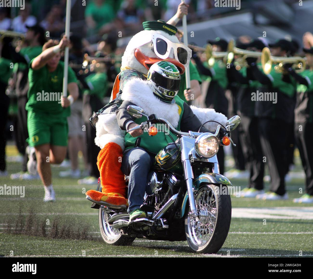 September 16, 2023 - The Oregon Mascot enters the stadium on the back ...