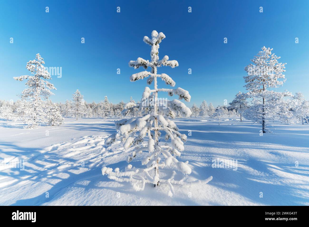 view of taiga forest, in winter, at the Arctic Circle, Finland Stock ...