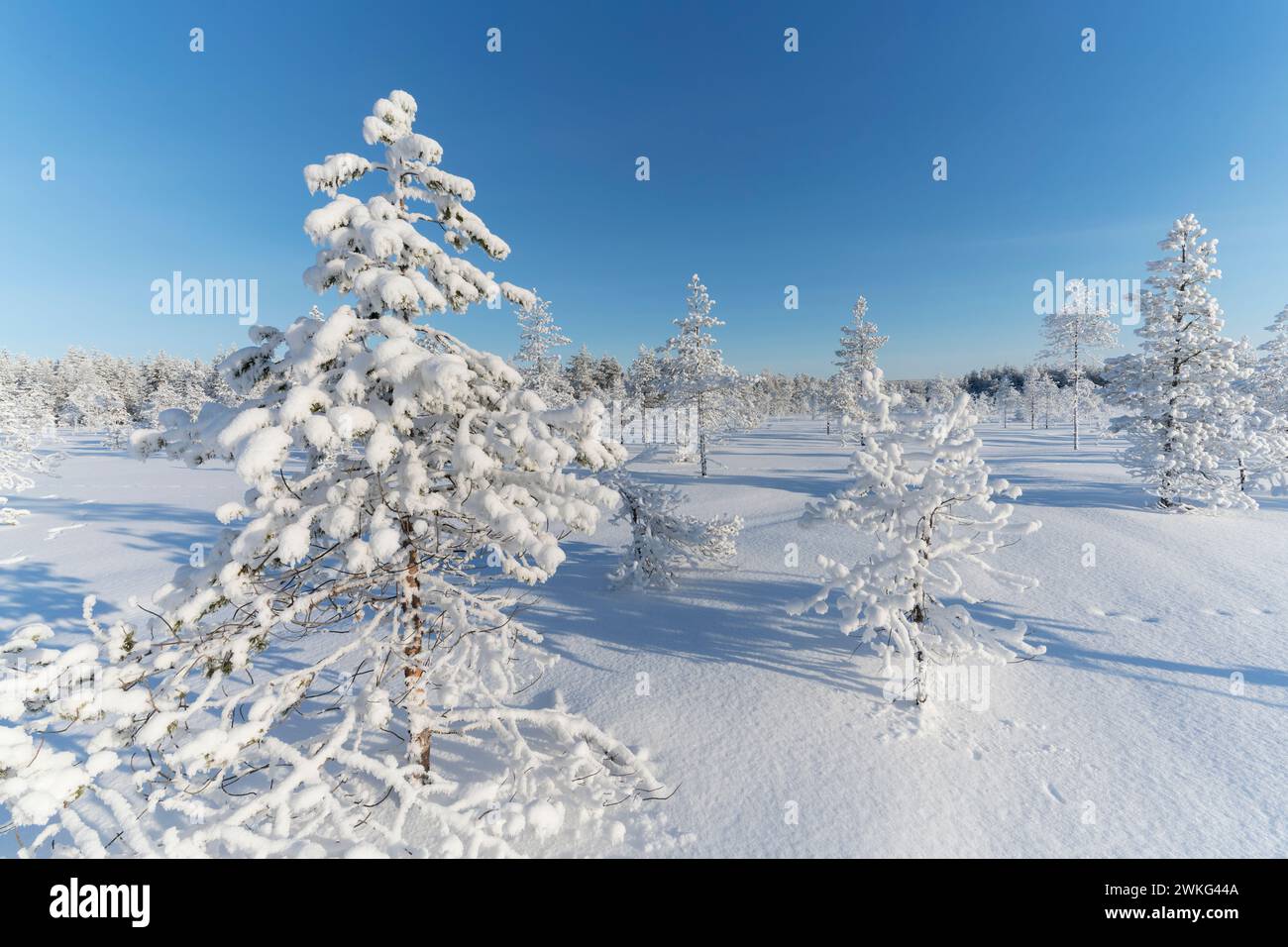 view of taiga forest, in winter, at the Arctic Circle, Finland Stock ...