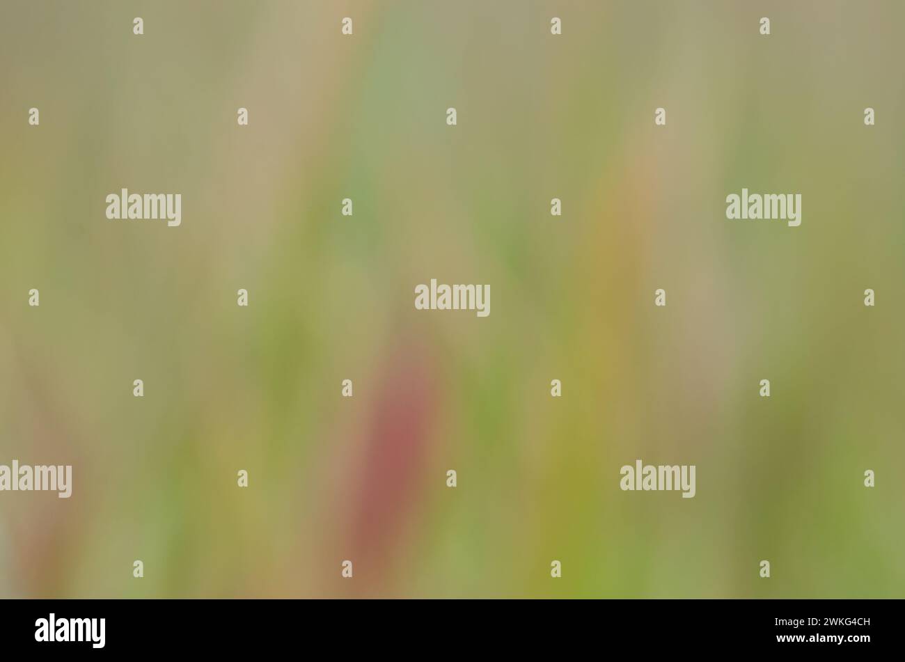 Natural, green, yellow, gradient background Stock Photo - Alamy