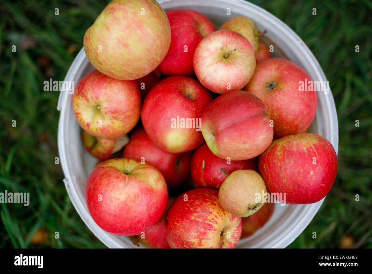 A bucket of apples at apple picking orchard in the fall in ...