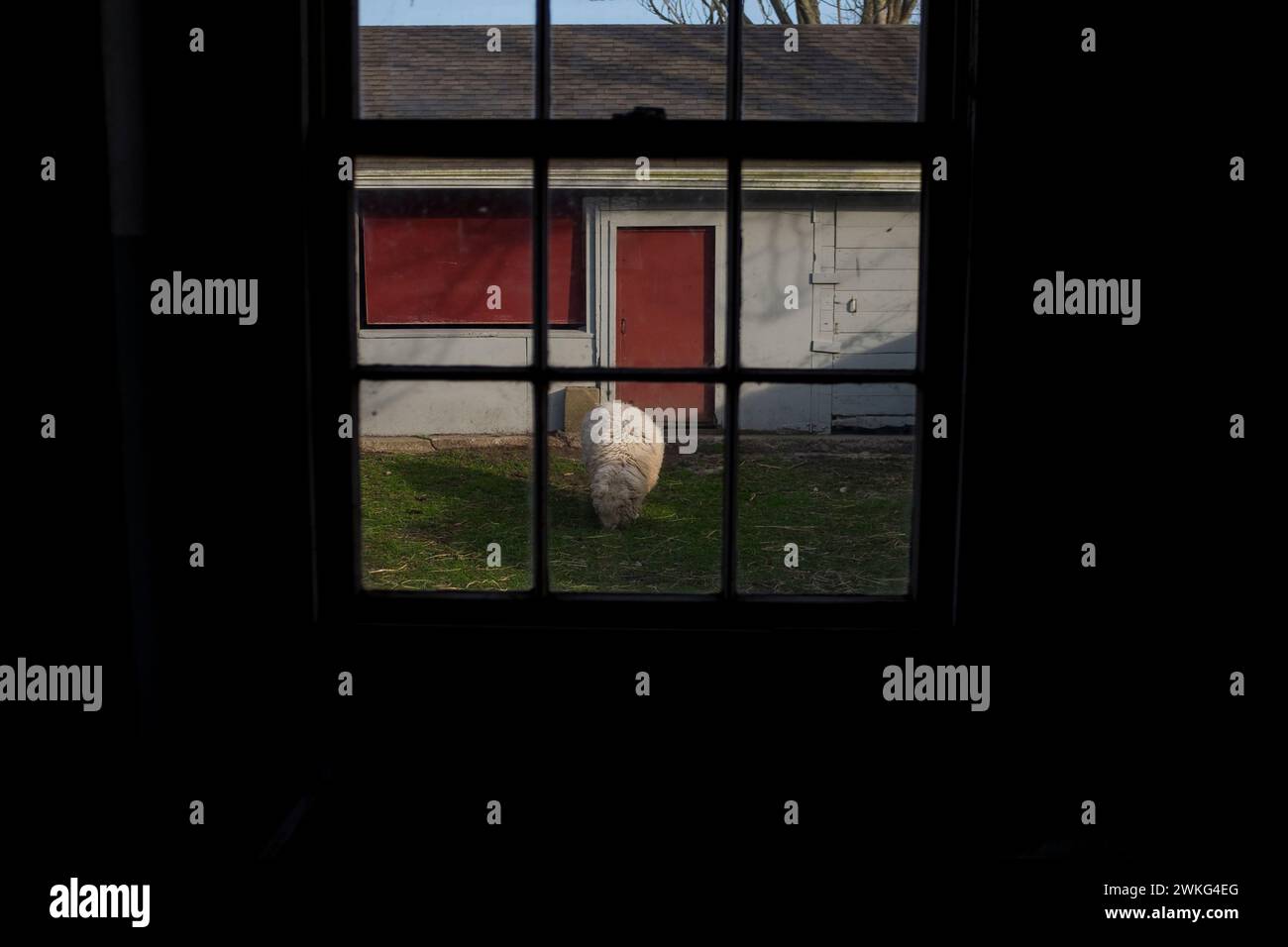 A sheep seen through a window on farm in Massachusetts, USA Stock Photo ...