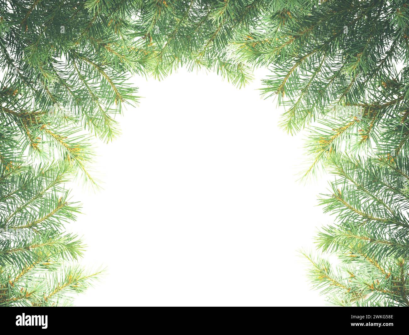 christmas tree frame. Fir tree branches. Decorative frame element for ...