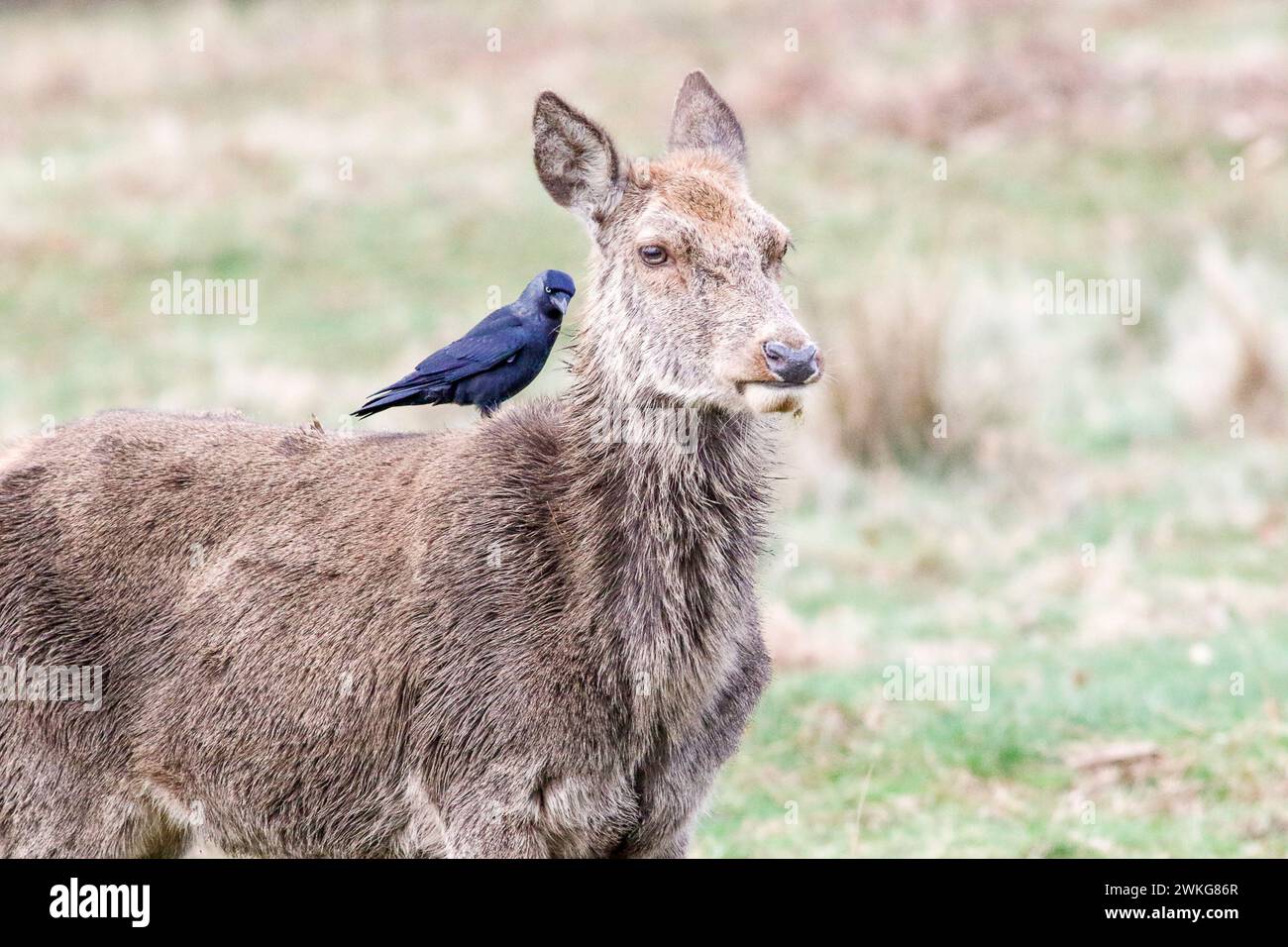 Richmond Park, Kingston. 20th February 2024. Sunny intervals across the ...
