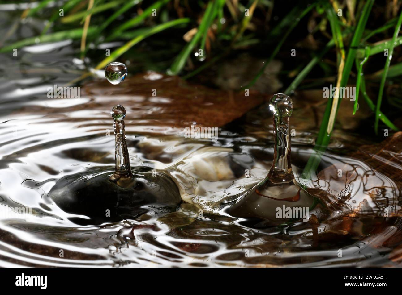 Clear water droplet falling on hi-res stock photography and images - Alamy