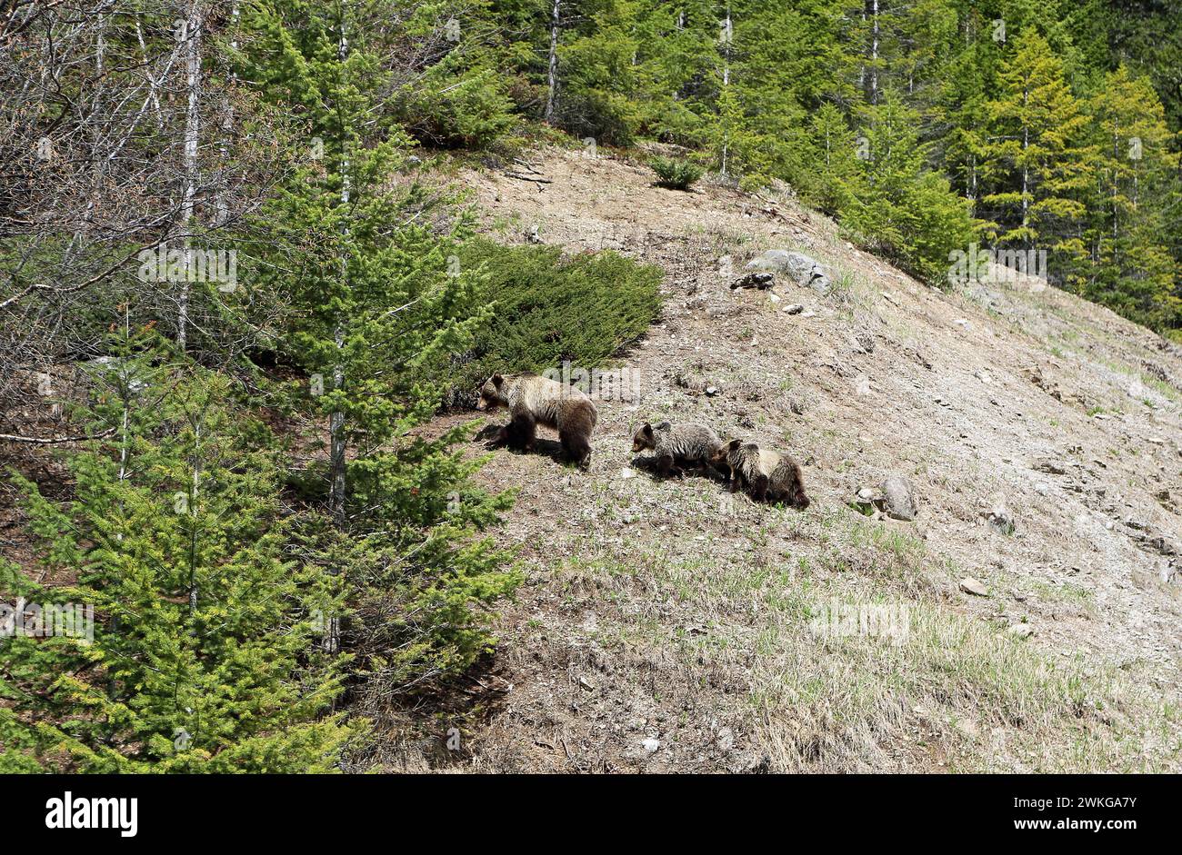 Grizzly bears escape in the forest - Canada Stock Photo - Alamy