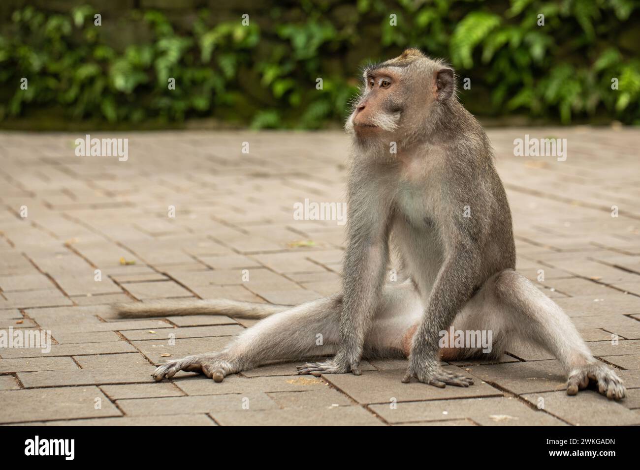 A long-tailed macaque is sitting on a footpath in the Ubud Monkey ...