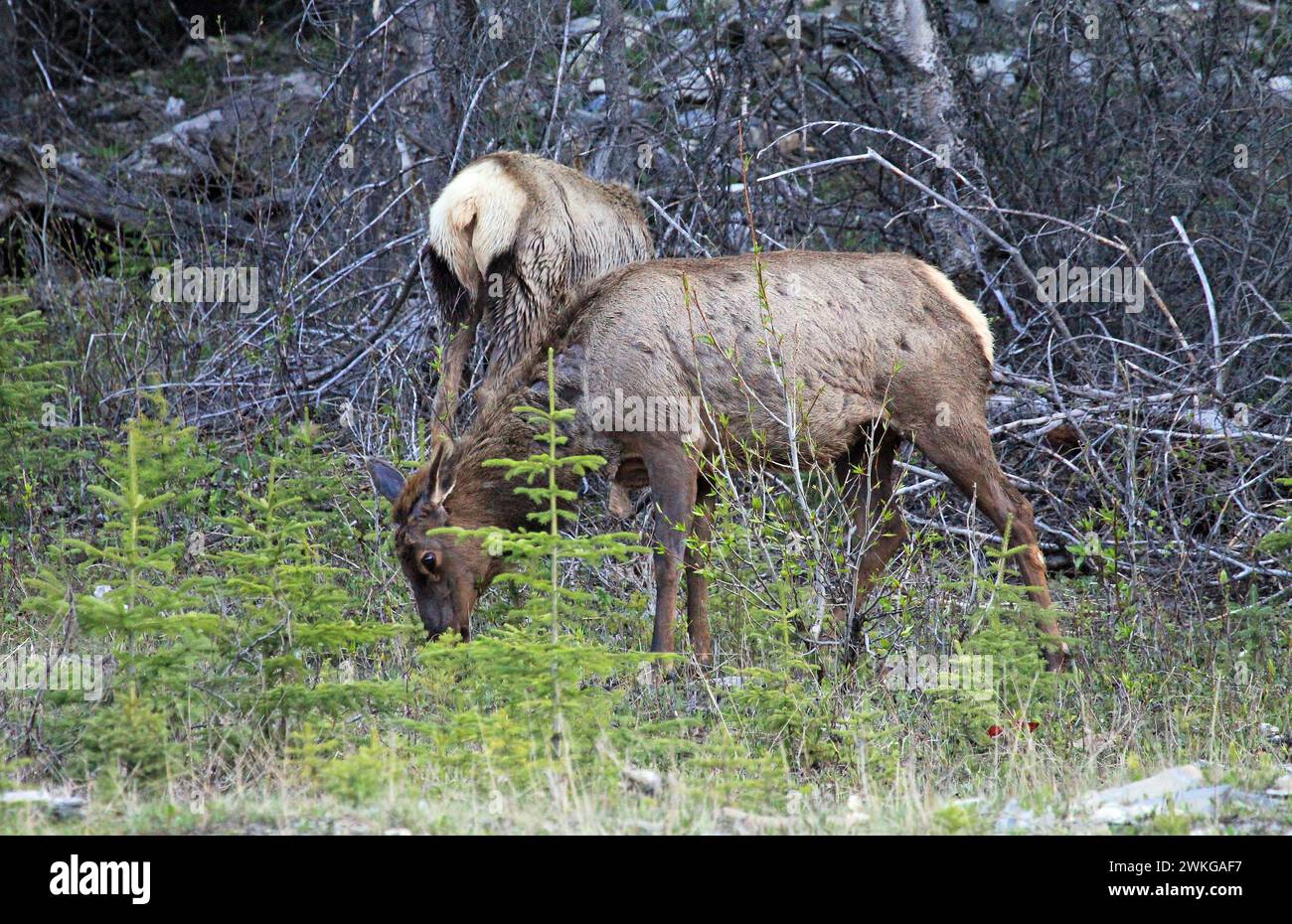 Female elk behind spruce tree - Canada Stock Photo - Alamy