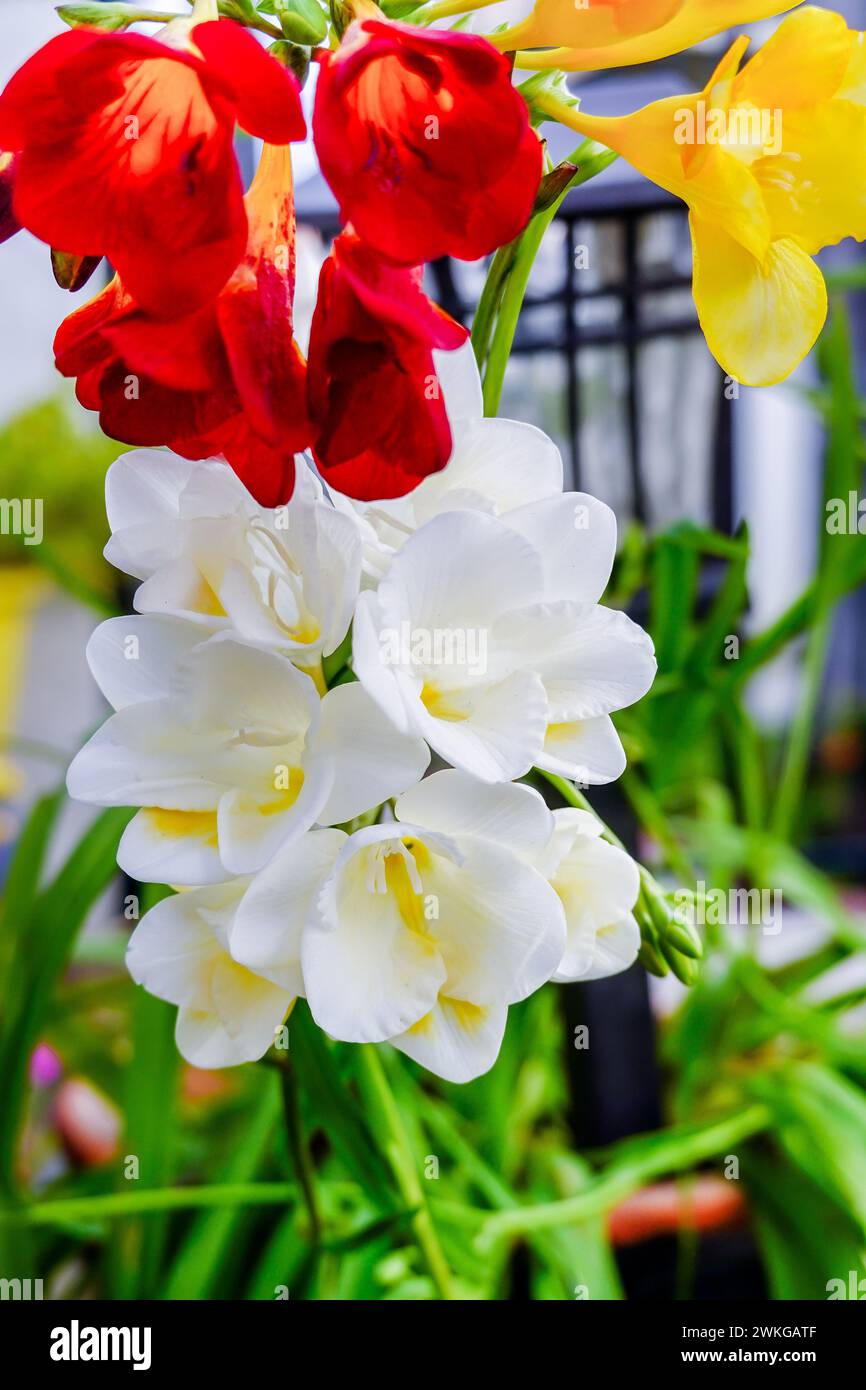 Red freesias growing hi-res stock photography and images - Alamy