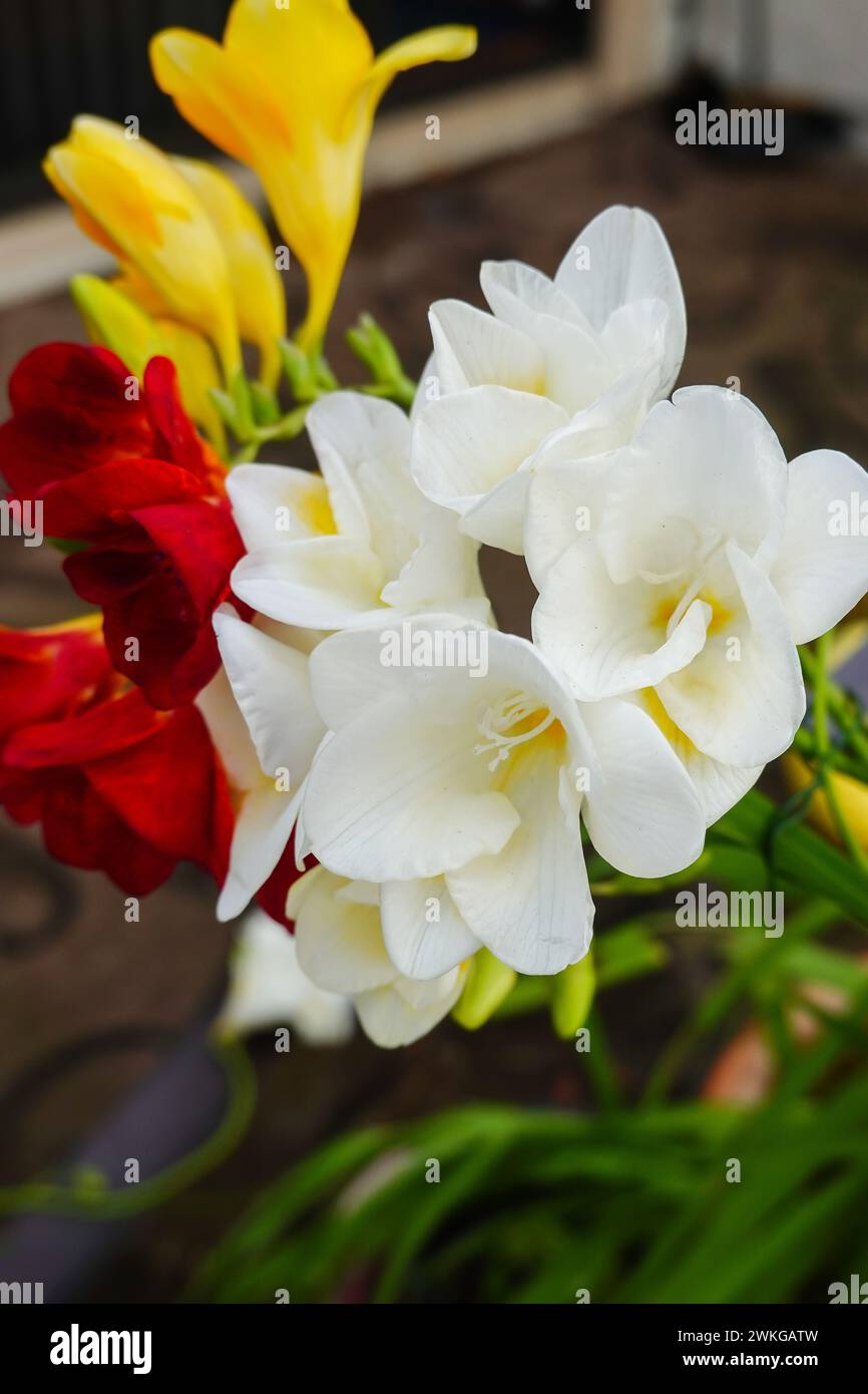 Yellow , red and white Freesia growing in a pot in a southern ...