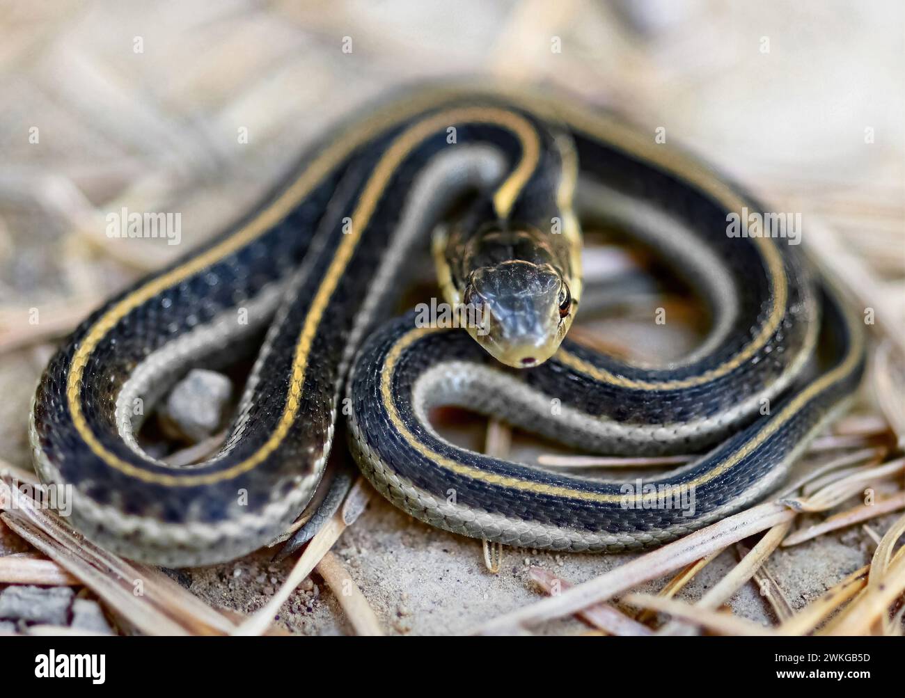 California garter snake hi-res stock photography and images - Alamy