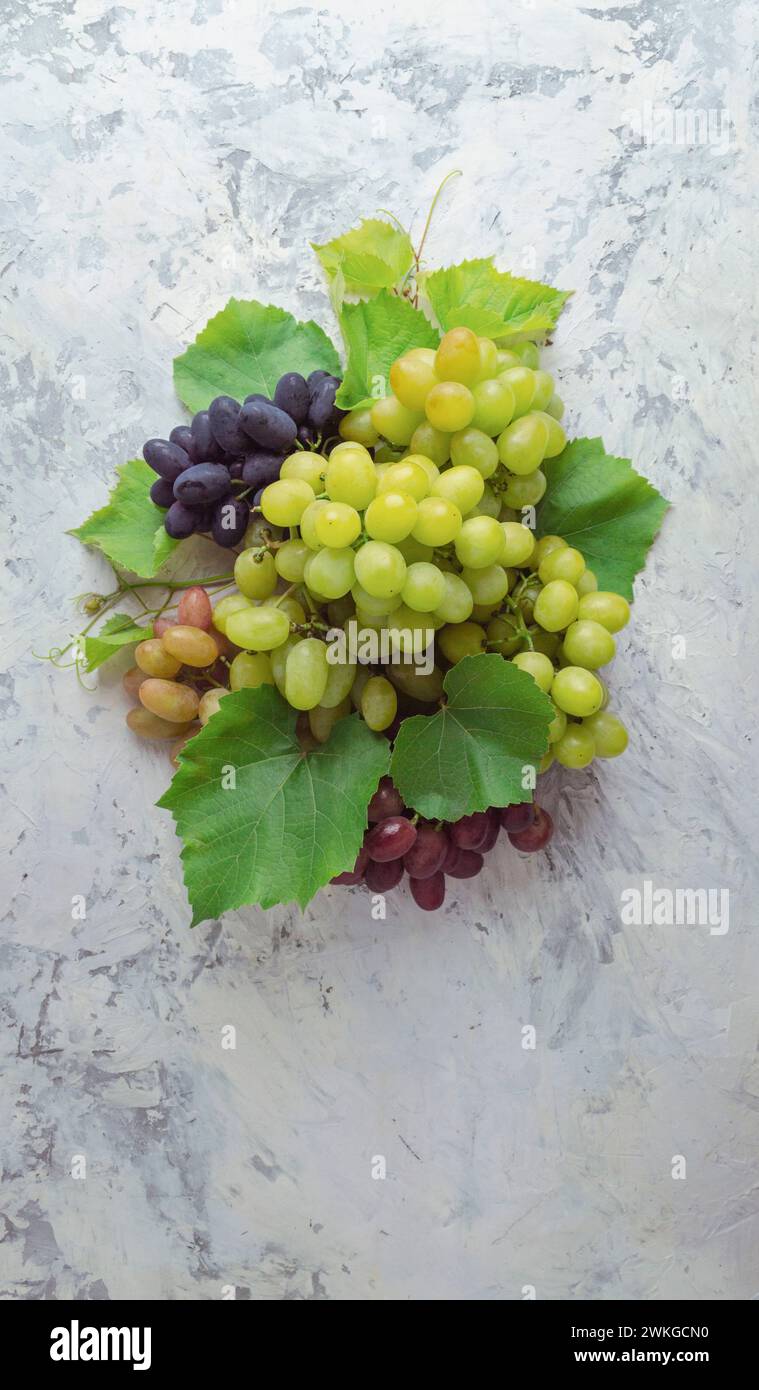 grapes. berries and leaves of grape-vine. bunch of grapes hanging on a ...