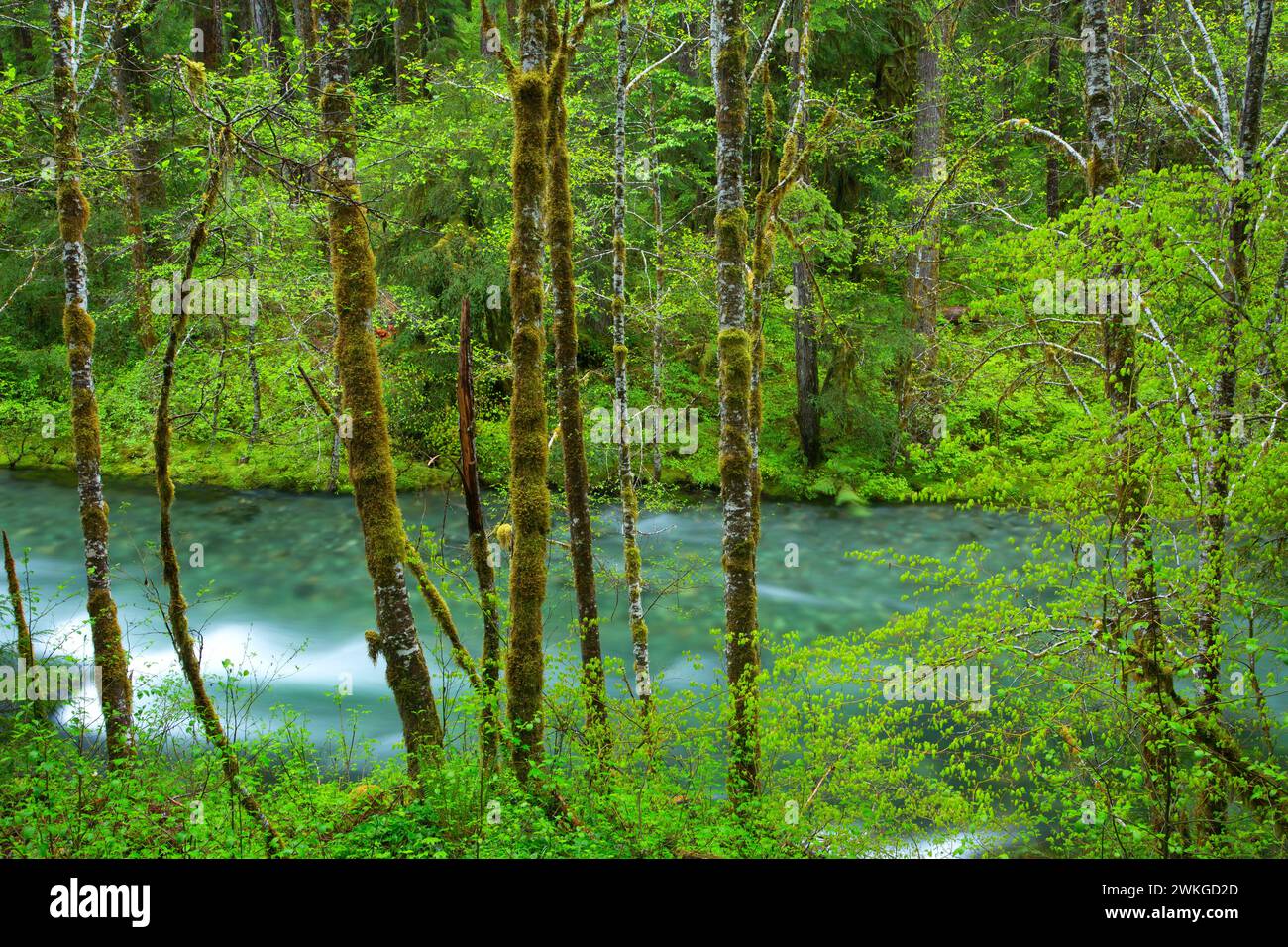 Escape To The Emerald Heart: Oregon's North Santiam State Recreation Area