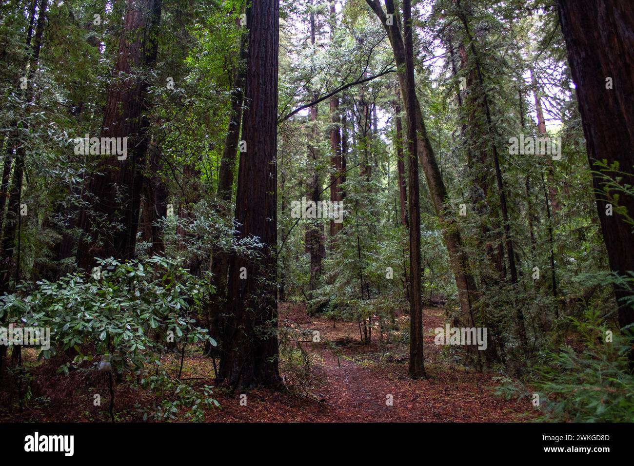 California Wildlife Monarch Butterfly Deer And Forest Stock Photo - Alamy