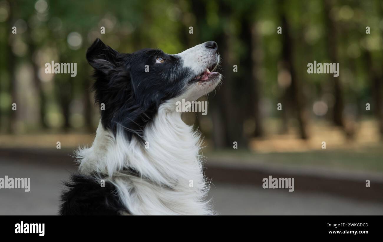 Border collie face profile hi-res stock photography and images - Alamy