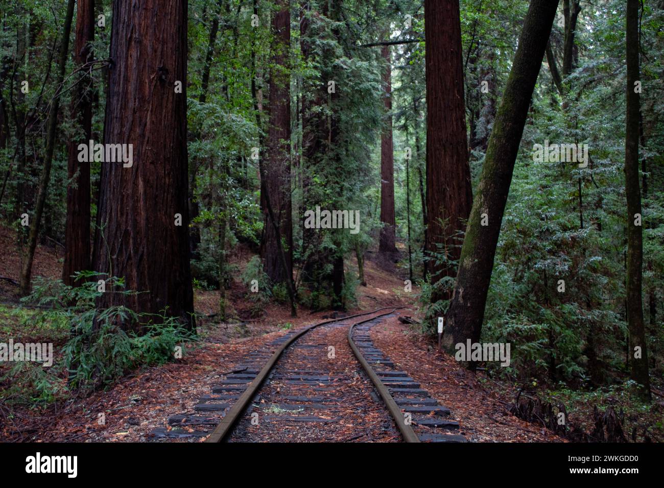 California Wildlife Monarch Butterfly Deer And Forest Stock Photo - Alamy