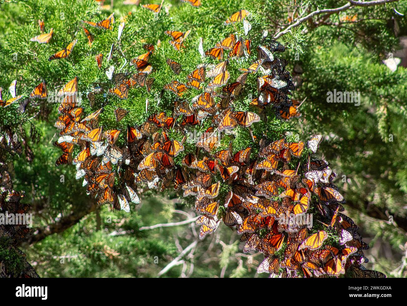 California Wildlife Monarch Butterfly Deer And Forest Stock Photo - Alamy