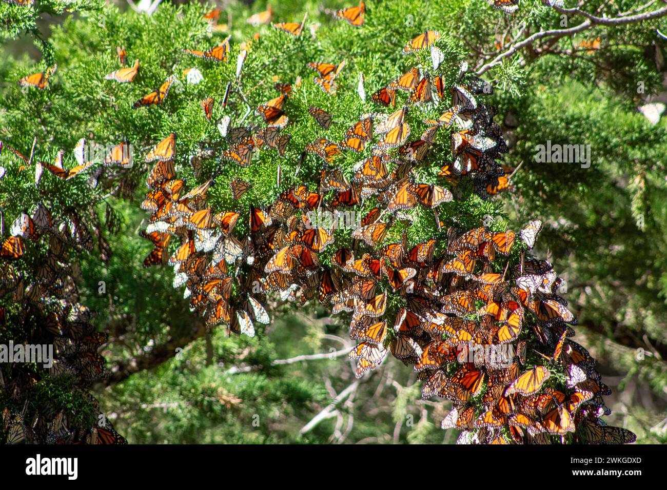 California Wildlife Monarch Butterfly Deer And Forest Stock Photo - Alamy