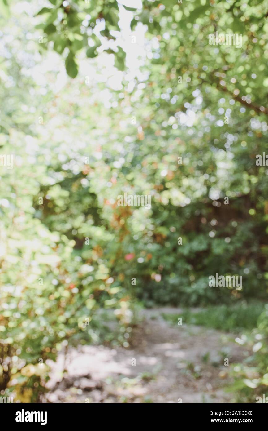 Blur background green park garden nature bright sunny forest. Blurry ...
