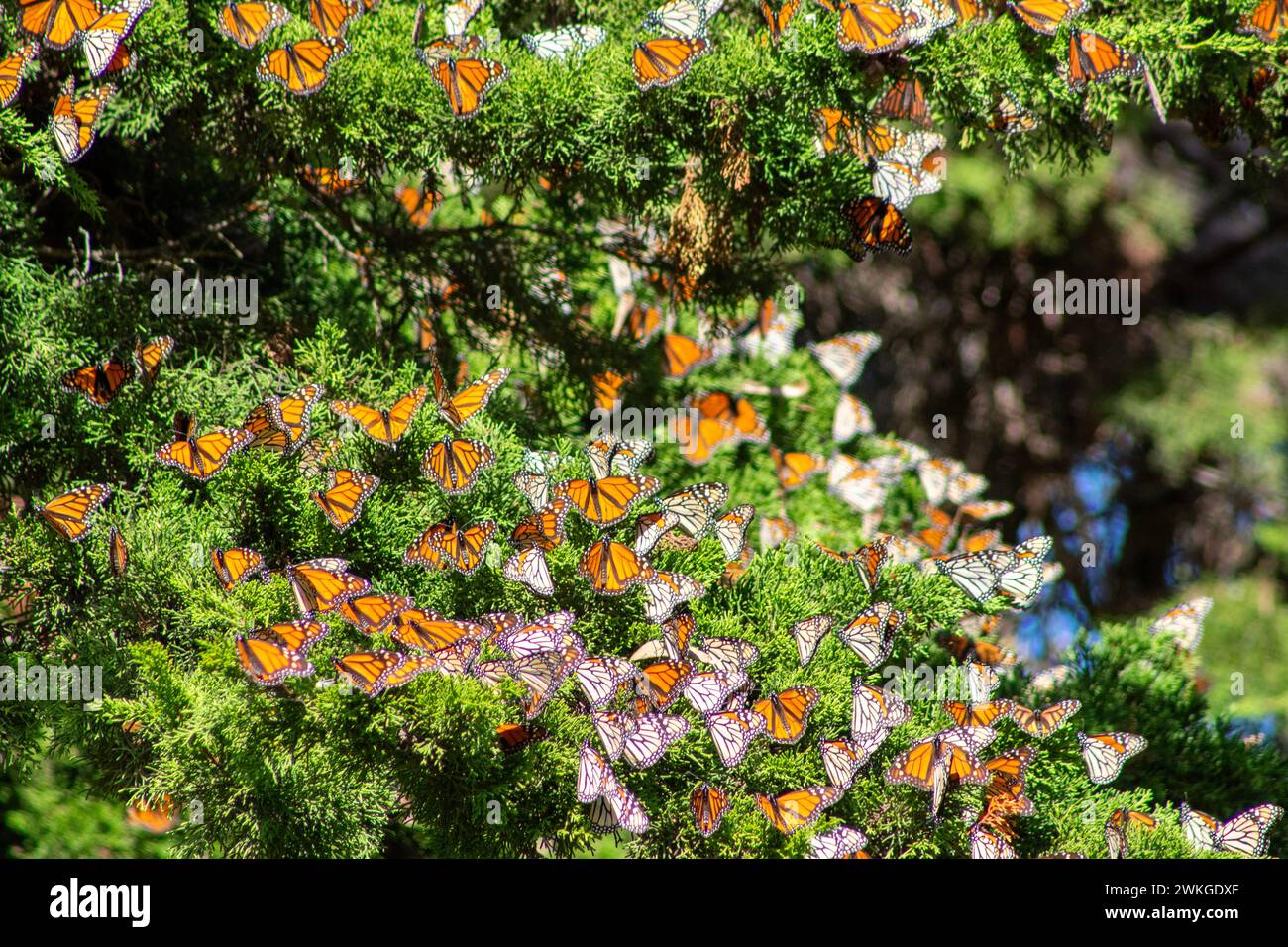 California Wildlife Monarch Butterfly Deer And Forest Stock Photo - Alamy