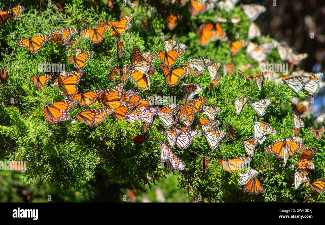 California Wildlife Monarch Butterfly Deer And Forest Stock Photo - Alamy