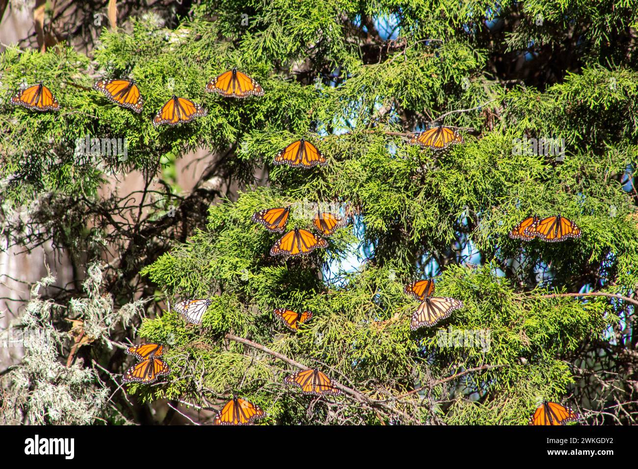 California Wildlife Monarch Butterfly Deer And Forest Stock Photo - Alamy