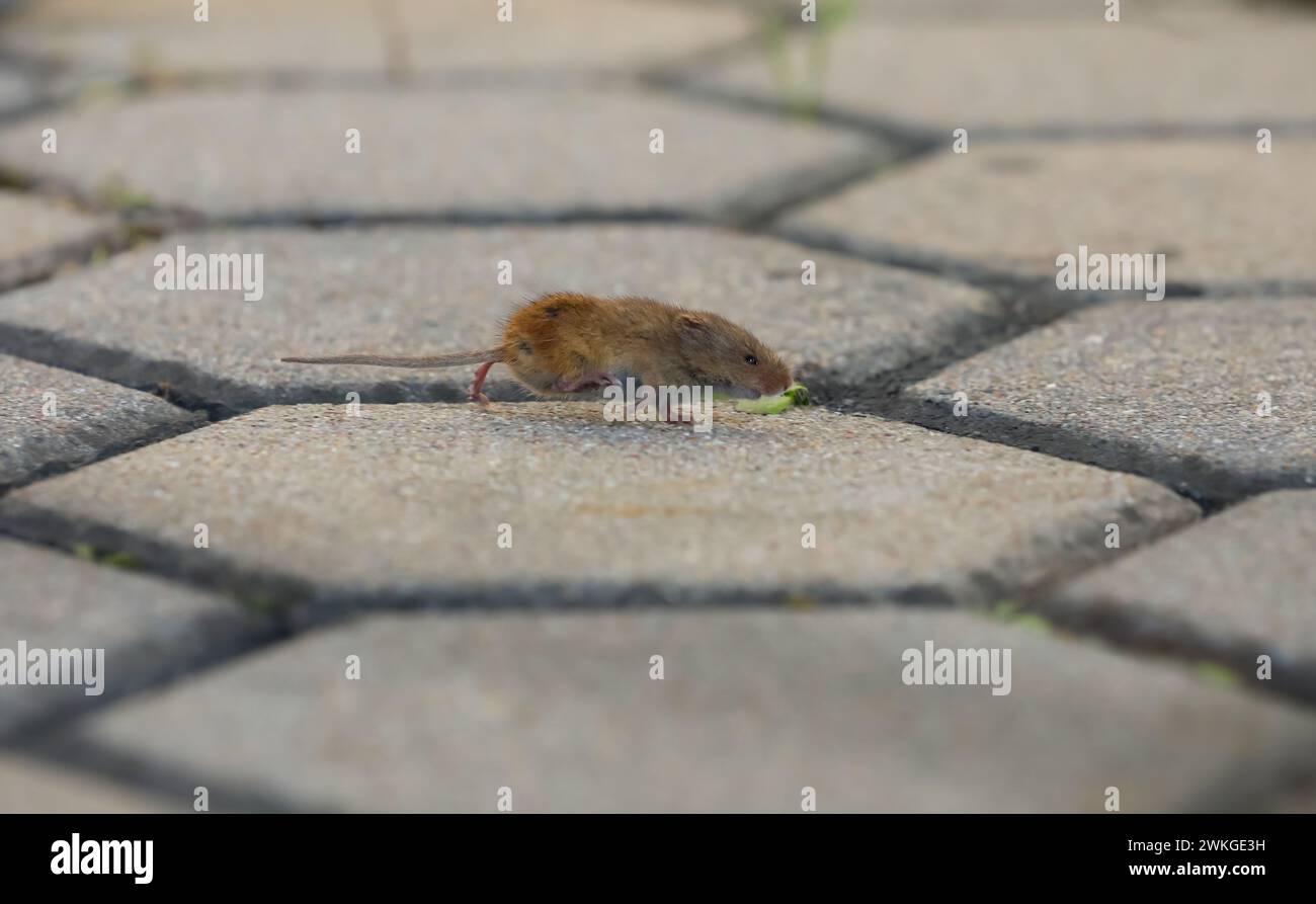 A small gray mouse runs away quickly from a house cat Stock Photo - Alamy